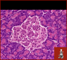 Section through pancreas, 400x