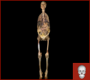 Body cavity dissection level 7, anterior view